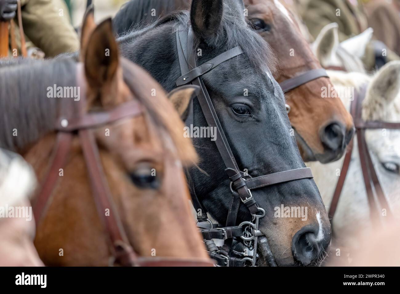Animal gathering order hi-res stock photography and images - Alamy