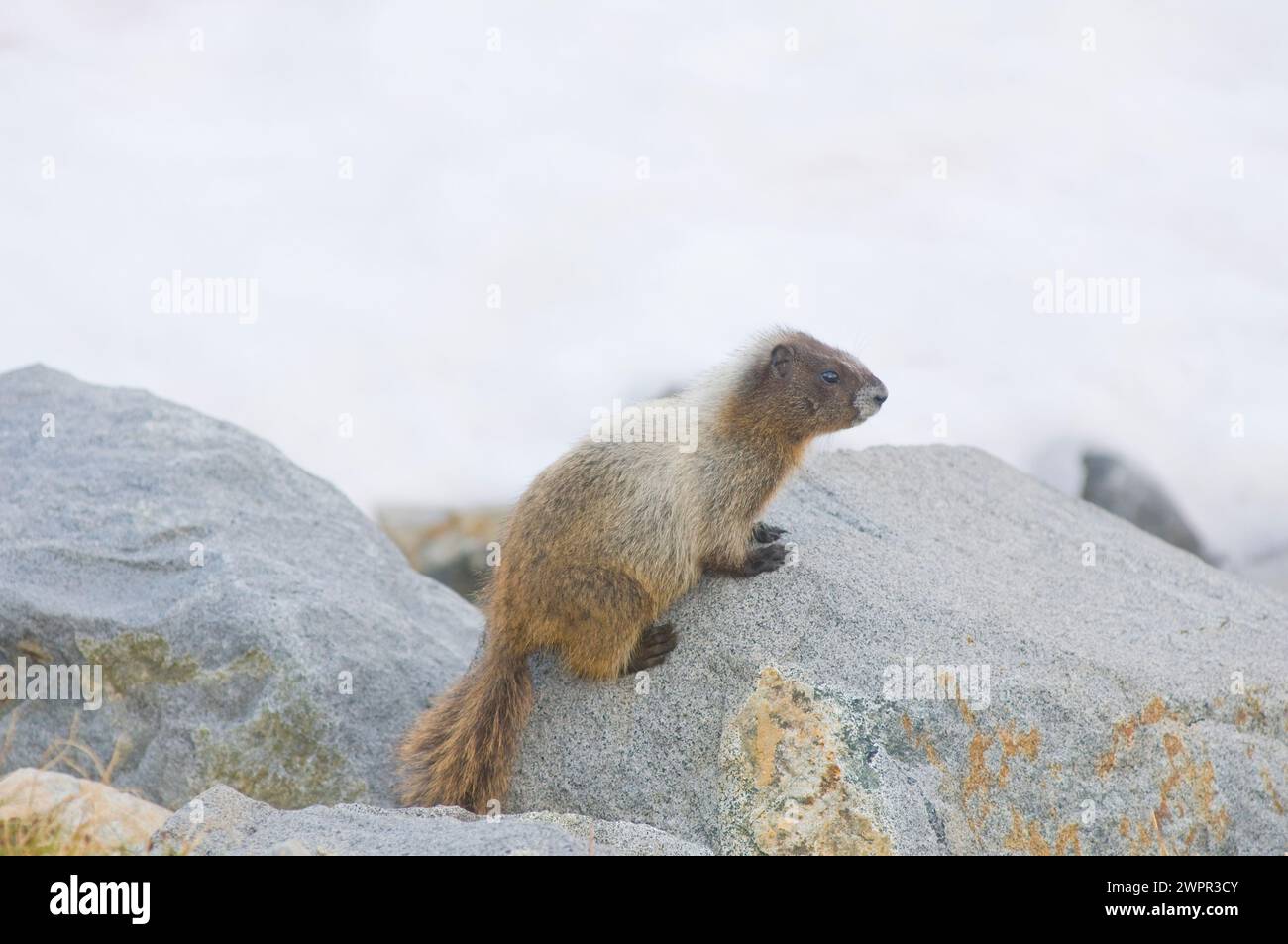 Cute baby Hoary Marmot, Marmota caligata, sunning along the trail ...