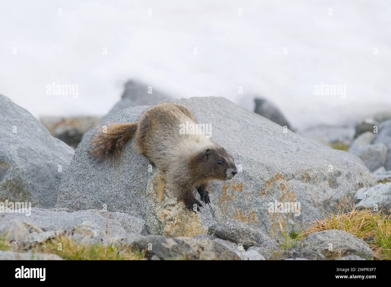 Cute baby Hoary Marmot, Marmota caligata, sunning along the trail ...
