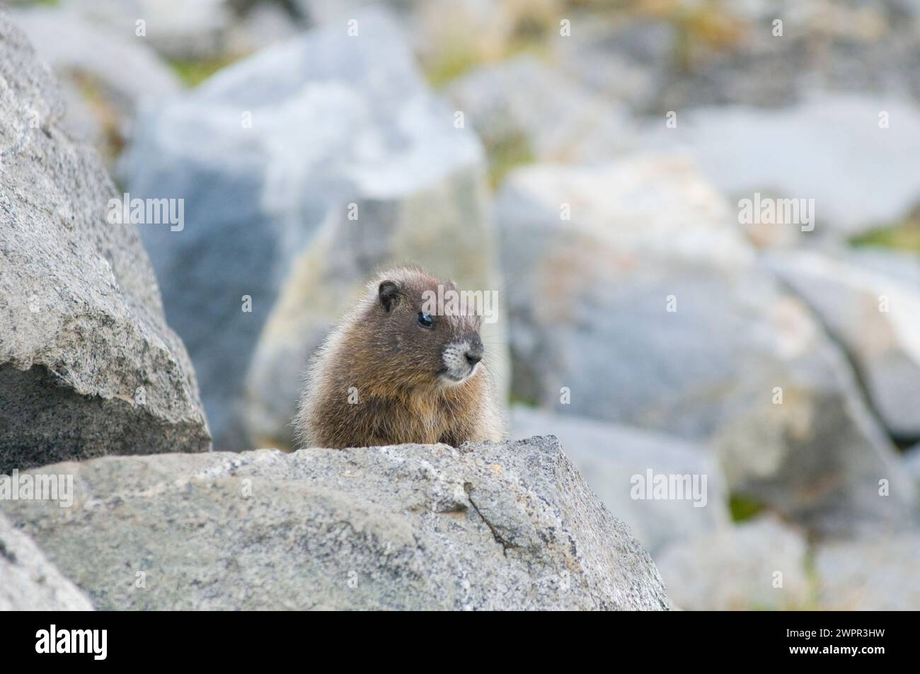 Cute baby Hoary Marmot, Marmota caligata, sunning along the trail ...