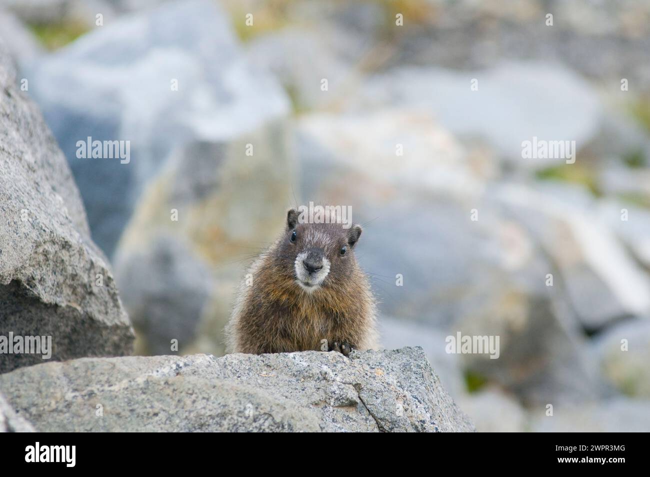 Cute baby Hoary Marmot, Marmota caligata, sunning along the trail ...
