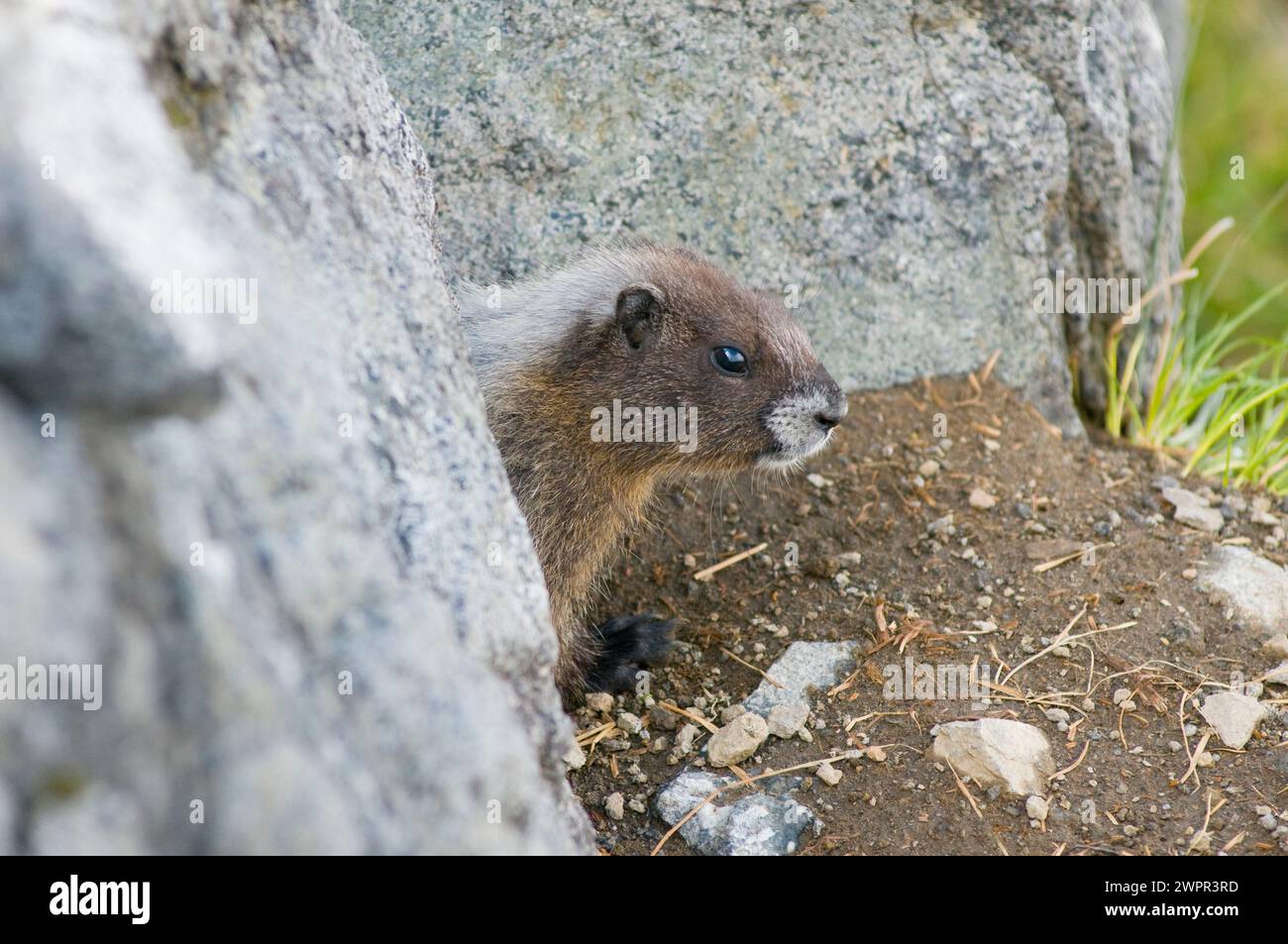 Cute baby Hoary Marmot, Marmota caligata, sunning along the trail ...