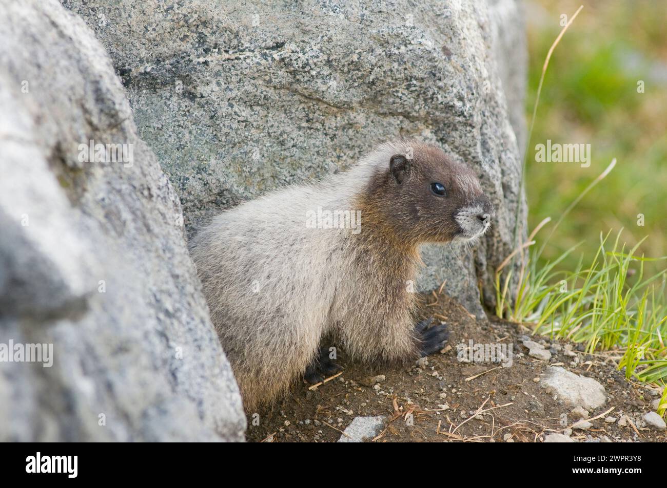 Cute baby Hoary Marmot, Marmota caligata, sunning along the trail ...