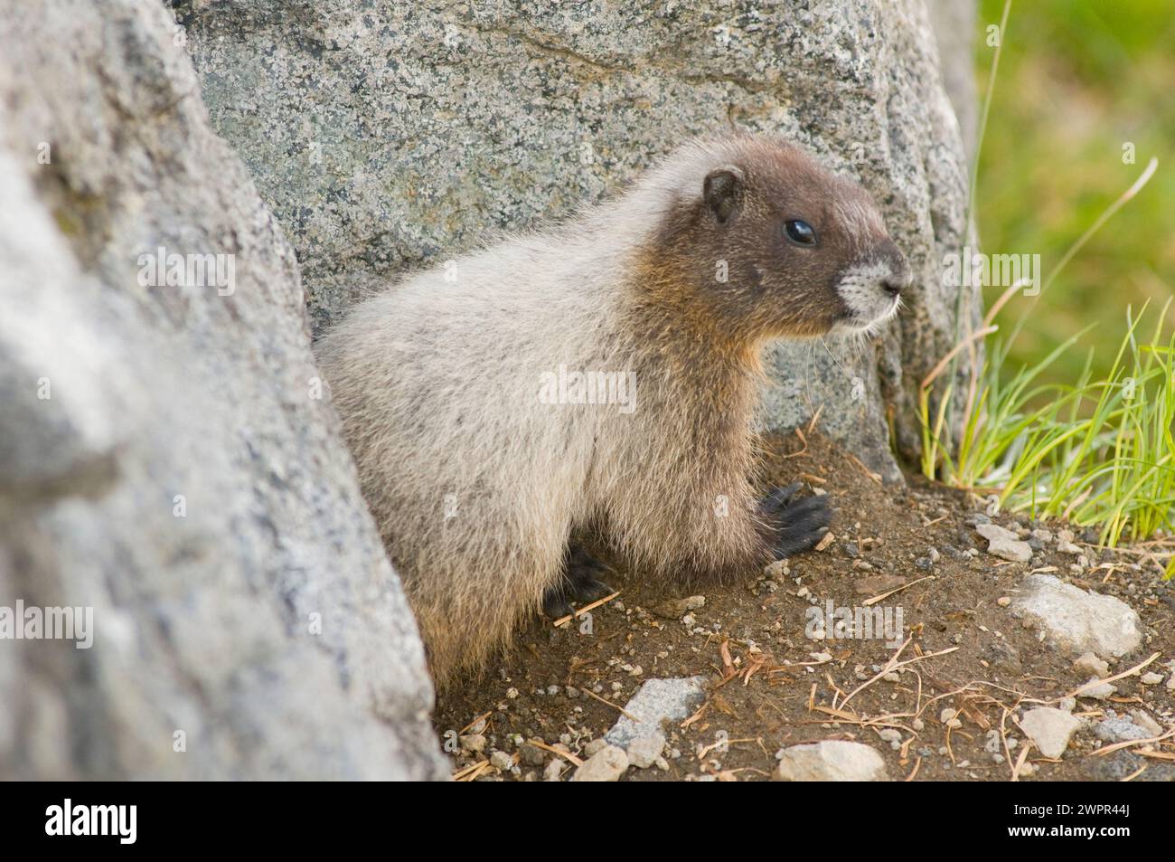 Cute baby Hoary Marmot, Marmota caligata, sunning along the trail ...