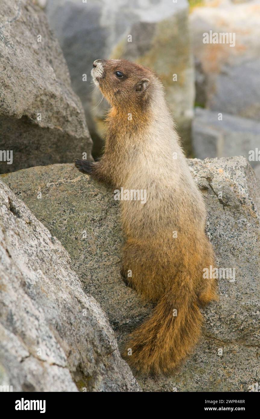 Cute baby Hoary Marmot, Marmota caligata, sunning along the trail ...