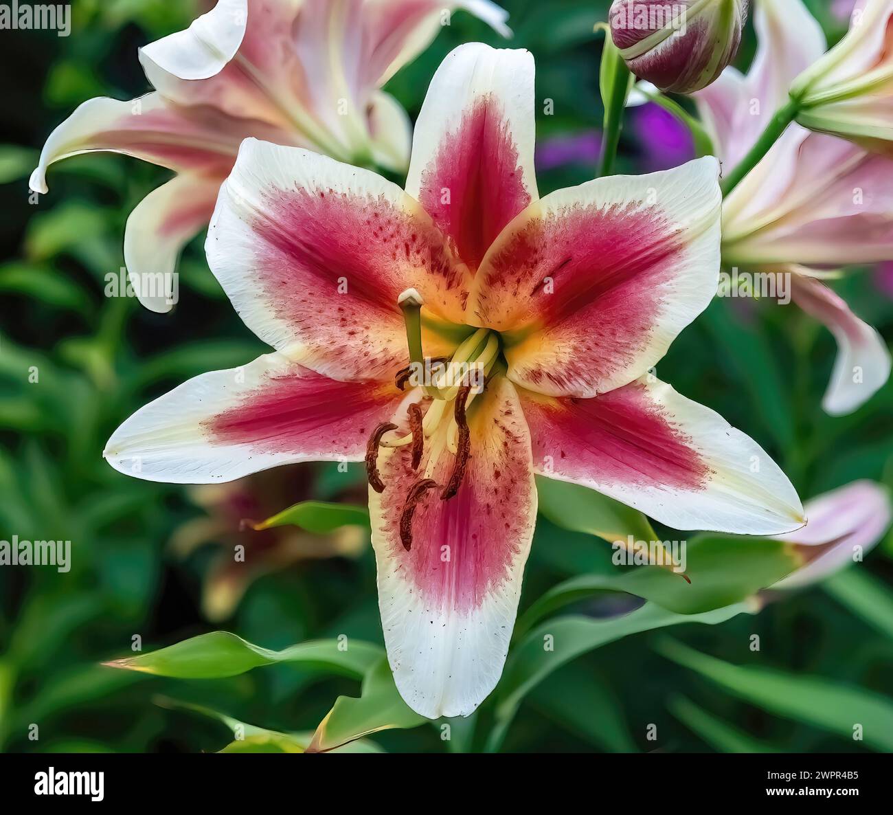 Asiatic lilies garden hi-res stock photography and images - Alamy
