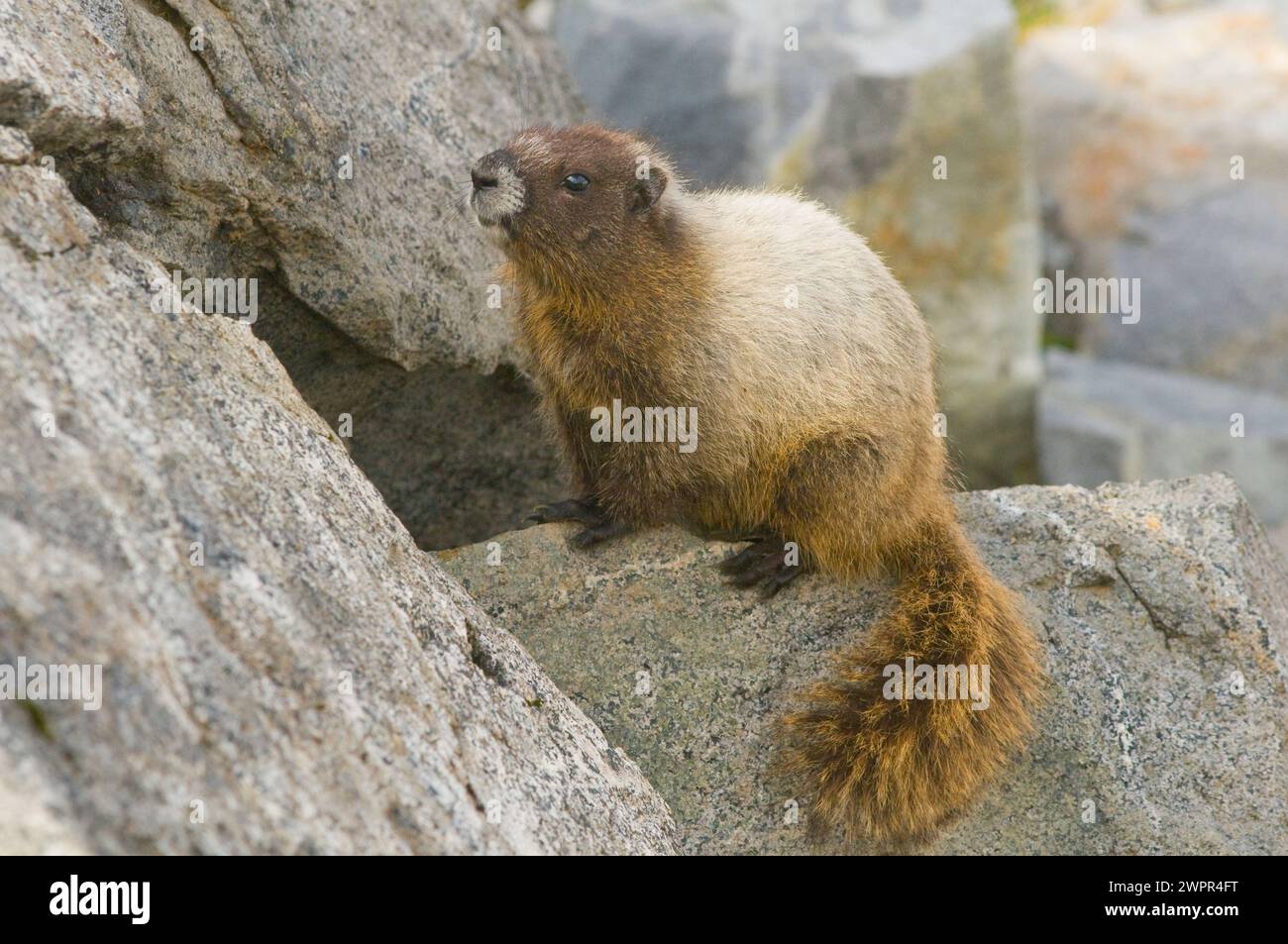 Cute baby Hoary Marmot, Marmota caligata, sunning along the trail ...
