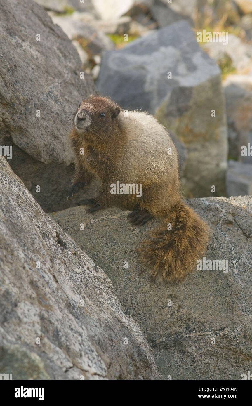 Cute baby Hoary Marmot, Marmota caligata, sunning along the trail ...