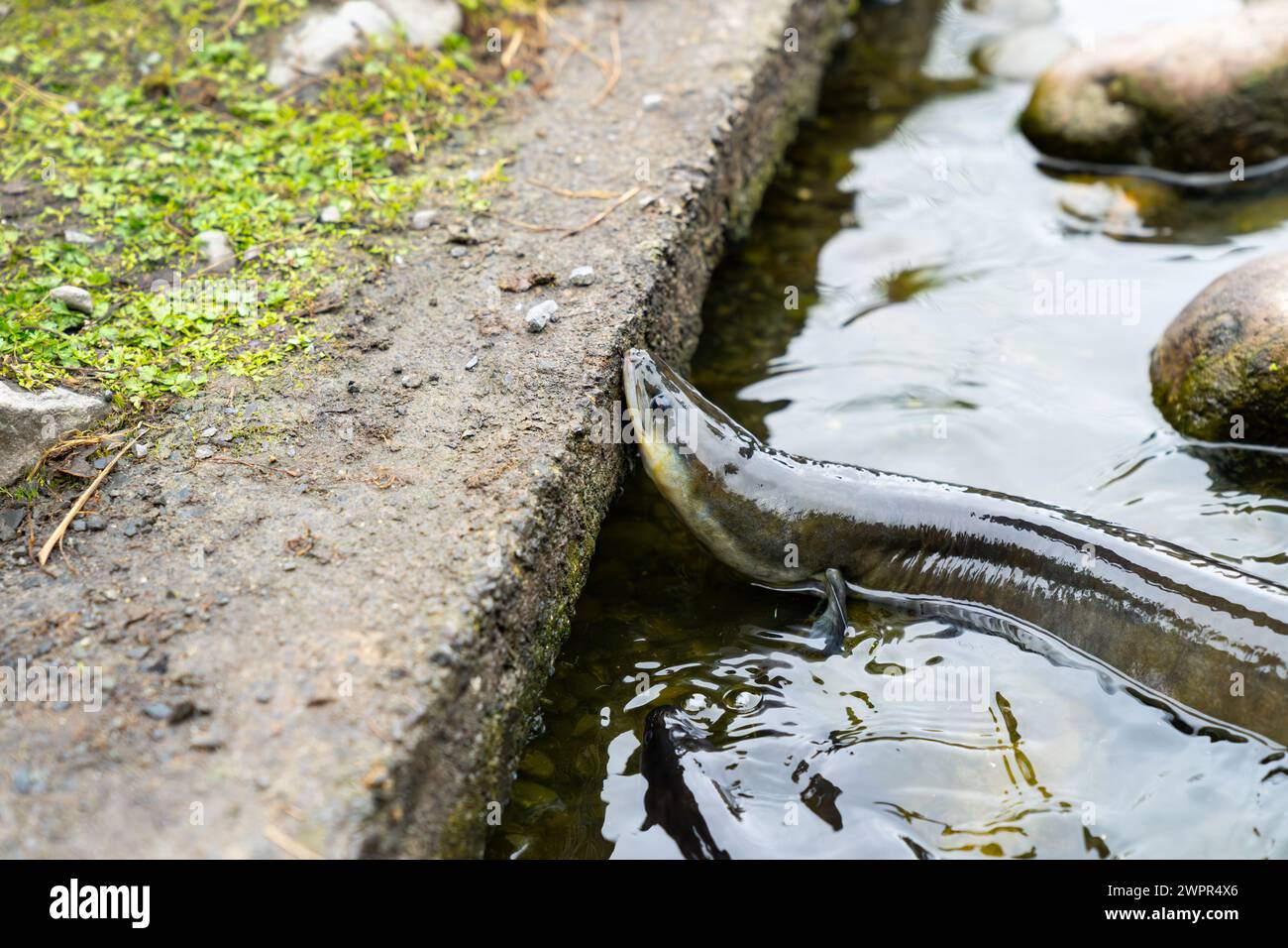 New Zealand Long fin eel gathering in stream writhing and slimy Stock ...