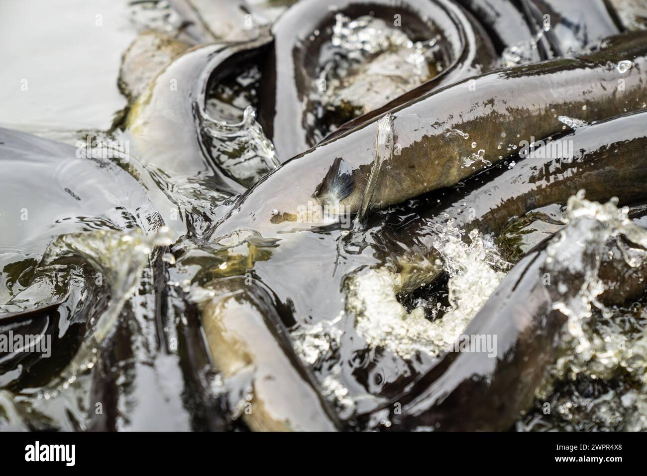 New Zealand Long fin eel gathering in stream writhing and slimy Stock ...