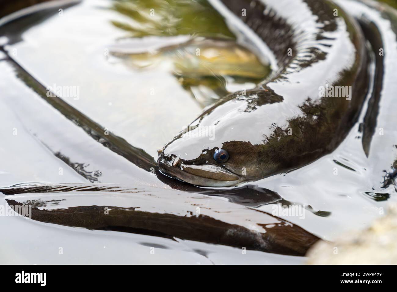 New Zealand Long fin eel gathering in stream writhing and slimy Stock ...