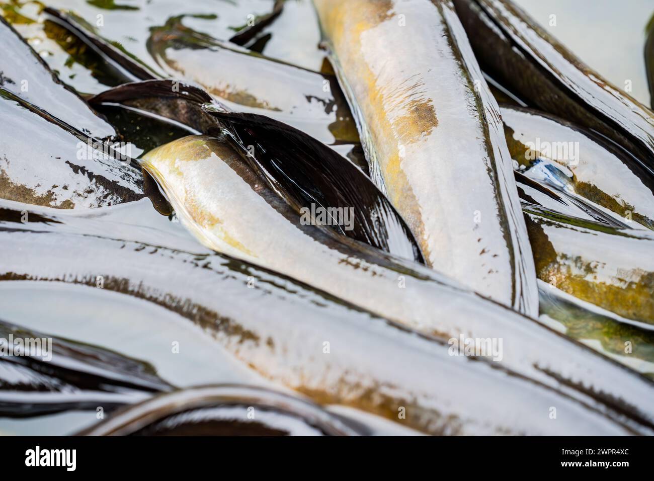 New zealand long fin eel hi-res stock photography and images - Alamy