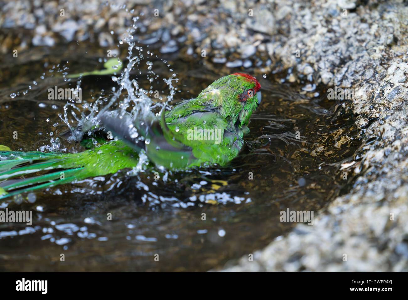 Red-crowned kakariki bathing in puddle wet and bedraggled Stock Photo ...