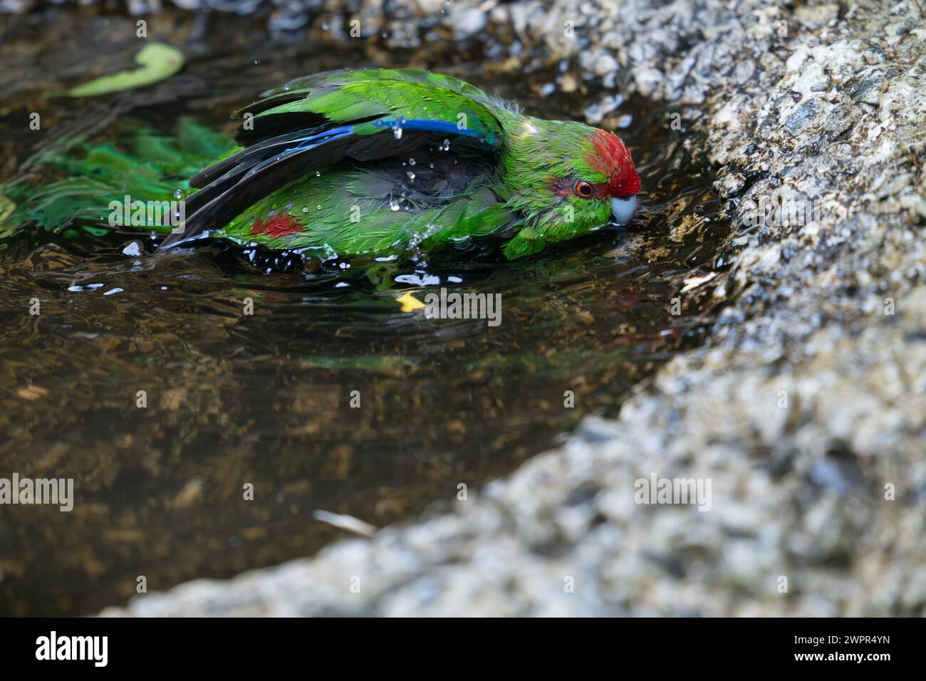 Red-crowned kakariki bathing in puddle wet and bedraggled Stock Photo ...