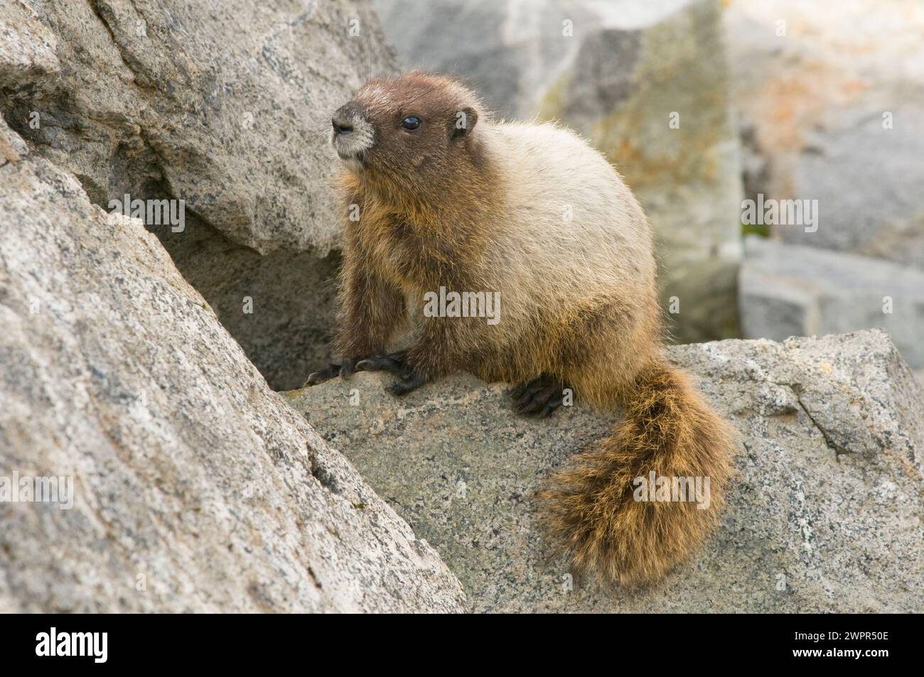 Cute baby Hoary Marmot, Marmota caligata, sunning along the trail ...