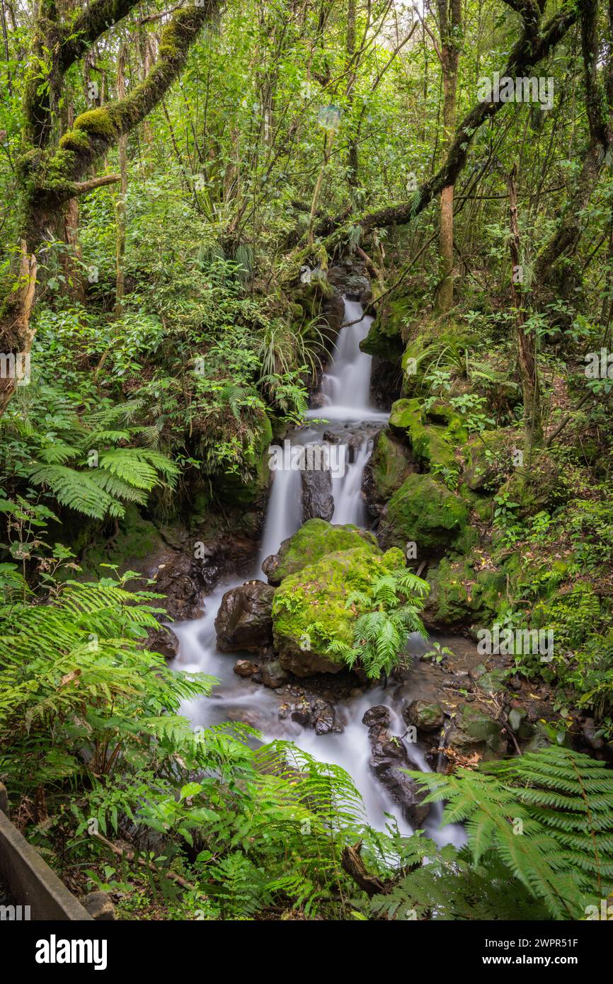 Waterfall flowing through wilderness area of Ketetahi Track in ...