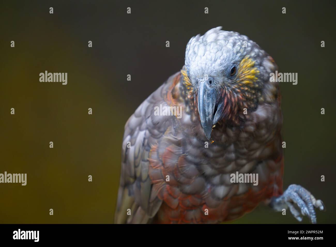 Portrait kaka animal bird hi-res stock photography and images - Alamy