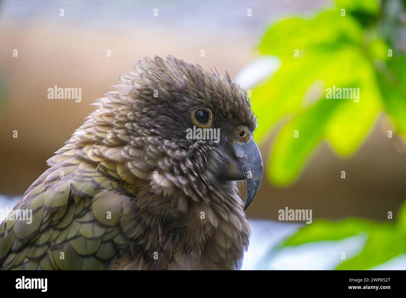 New zealand kaka beak hi-res stock photography and images - Alamy