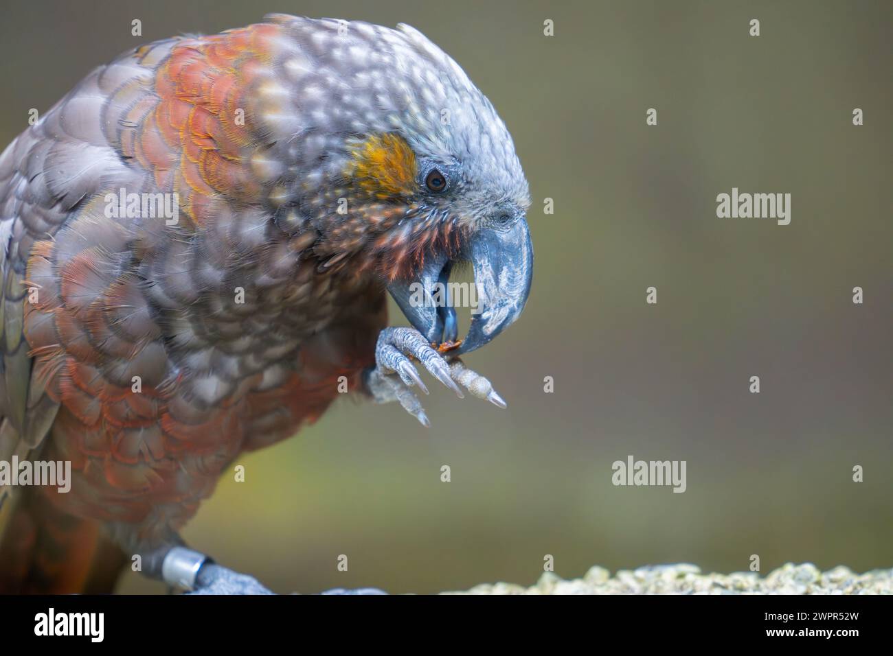 Portrait kaka animal bird hi-res stock photography and images - Alamy