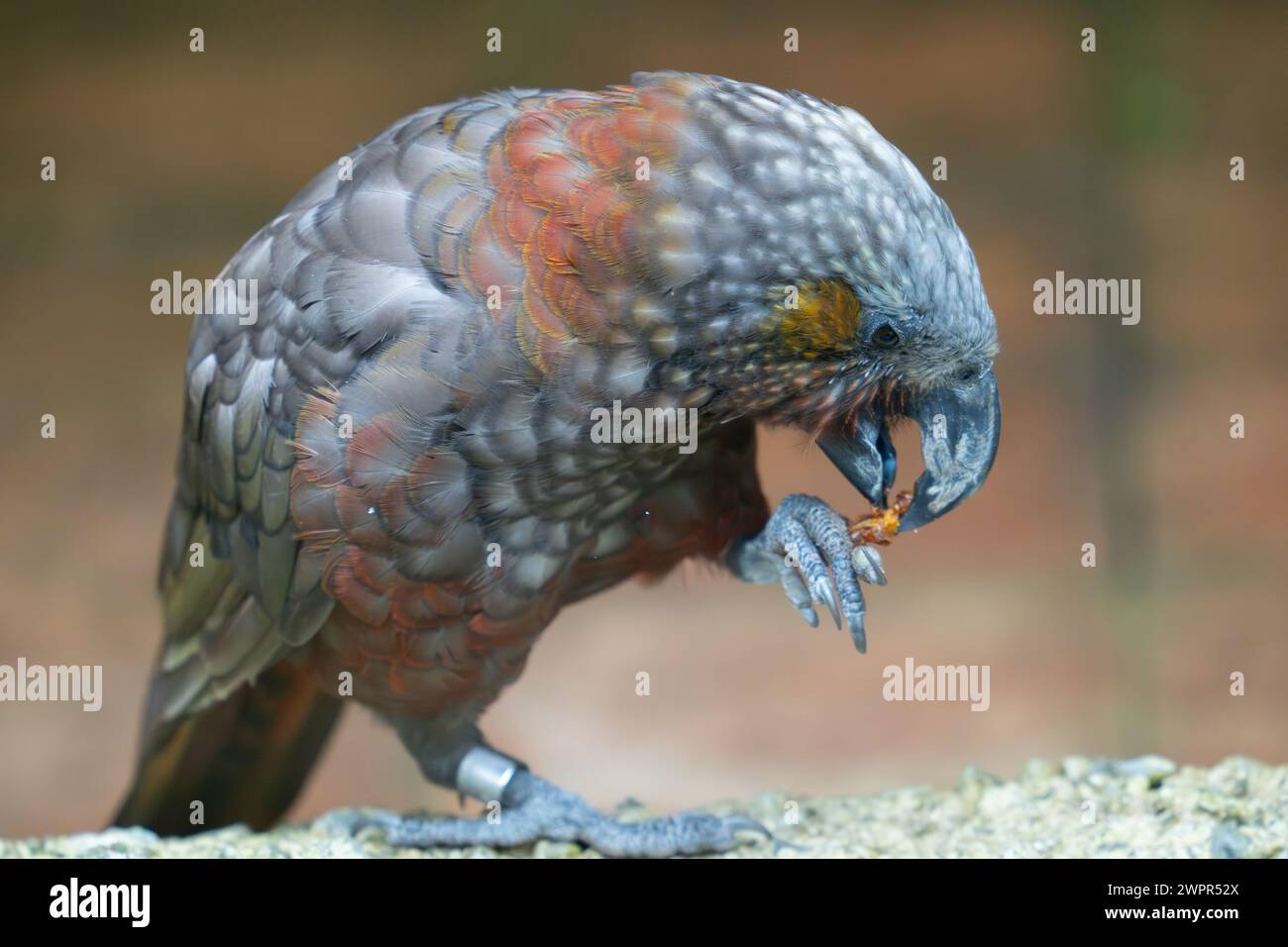 Portrait kaka animal bird hi-res stock photography and images - Alamy