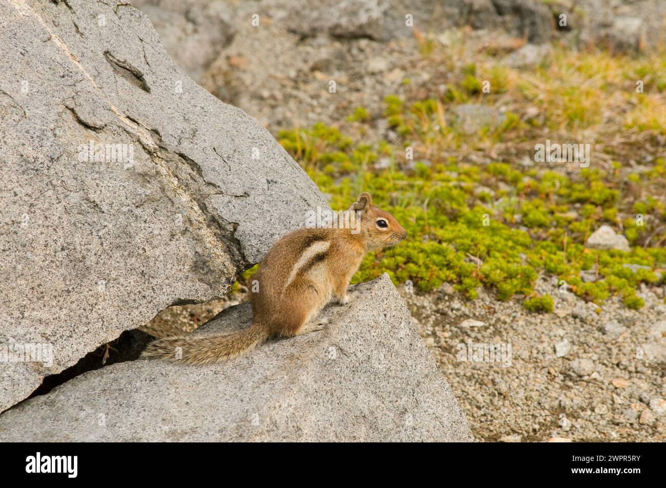 Cascade Golden-Mantled ground squirrel Spermophilus townsendii along ...