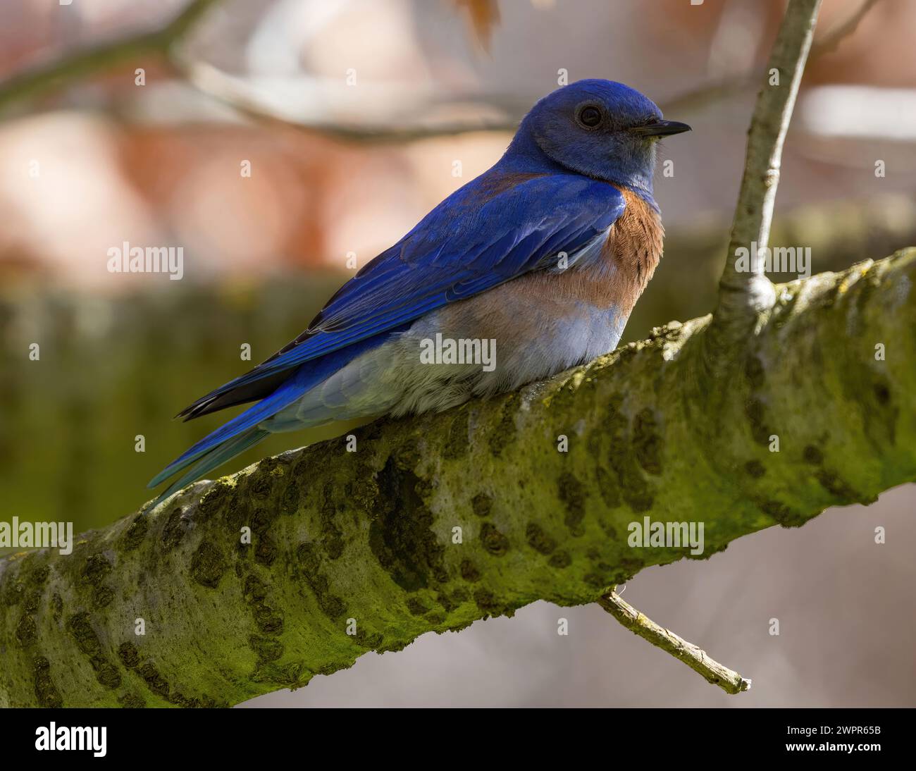 Western Bluebird male adult resting on a tree branch. Cuesta Park ...