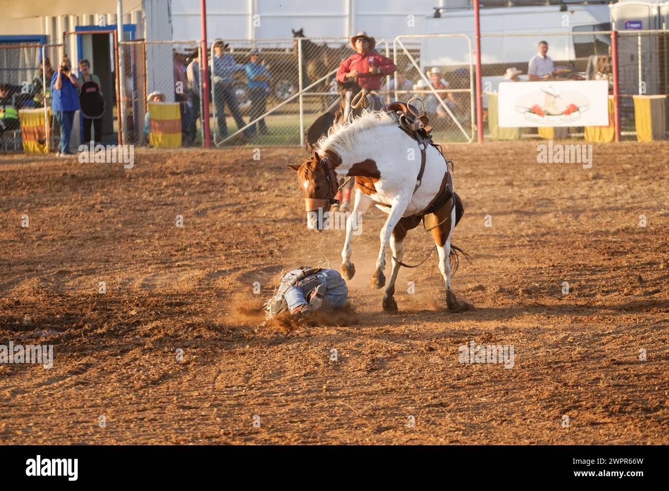 Saddle Bronc Rider biting the dust after being bucked off his horse at ...