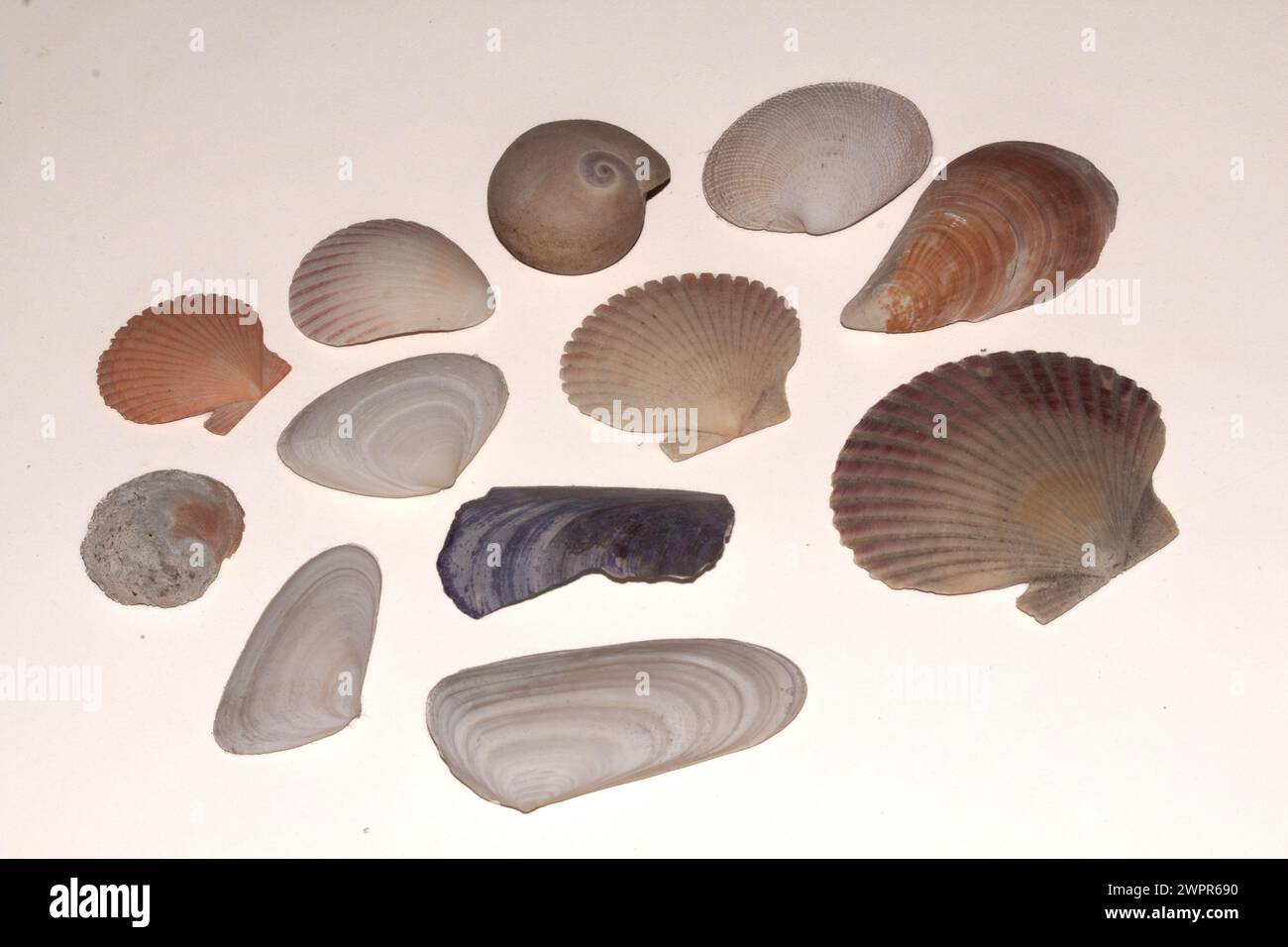 Many multicolored seashells in a plain white background Stock Photo - Alamy