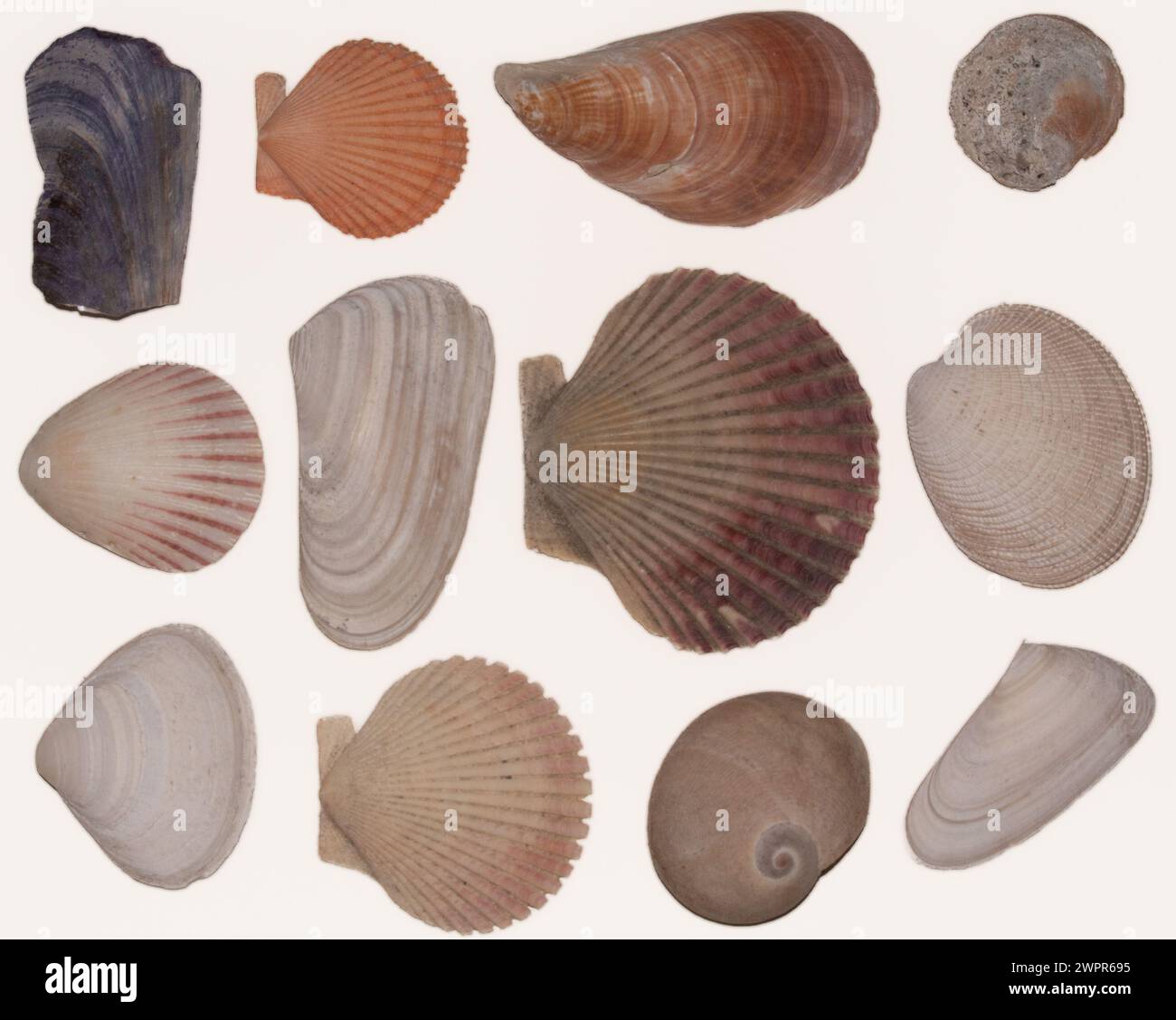 Many multicolored seashells in a plain white background Stock Photo - Alamy