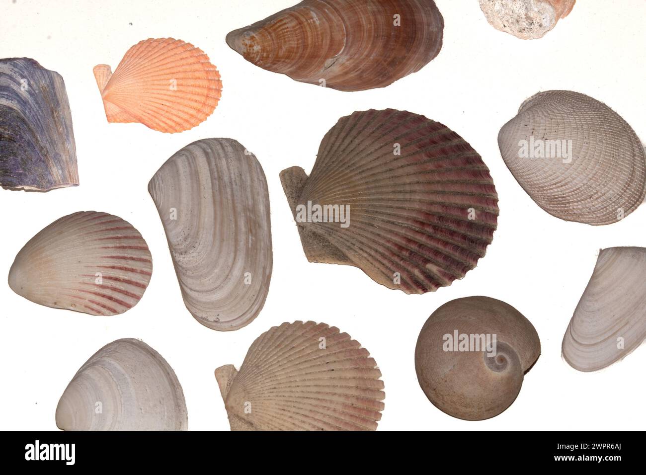 Many multicolored seashells in a plain white background Stock Photo - Alamy