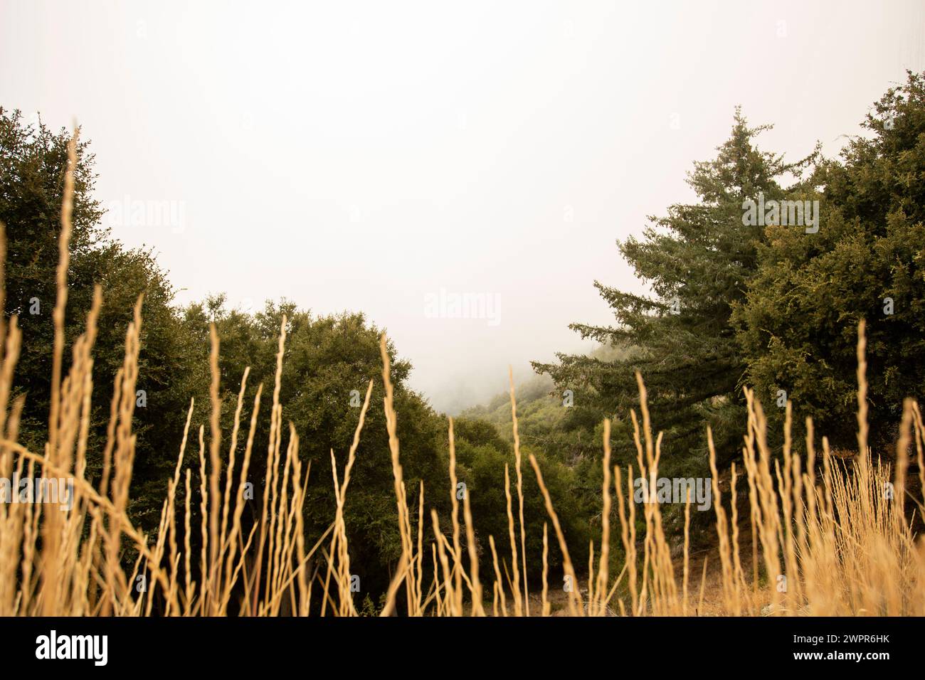 Wild grass frames pine trees on a trail by Mount Wilson, California ...