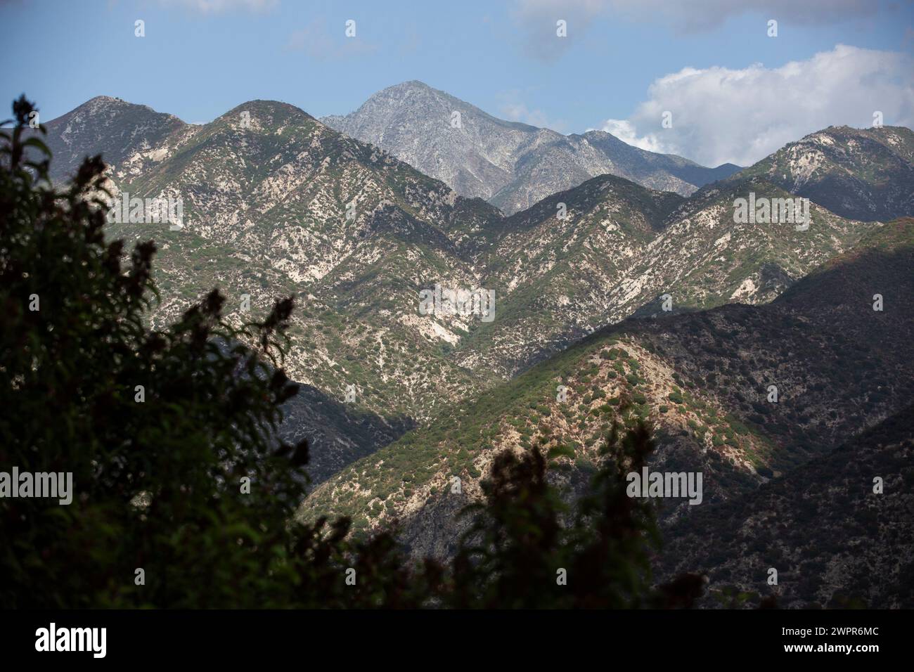 Laurel sumac silhouettes the San Gabriel Mountain range at Mount Wilson ...