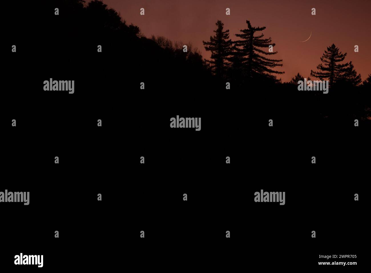 Twilight pine tree silhouette view of a moonrise on Mount Lowe in the ...