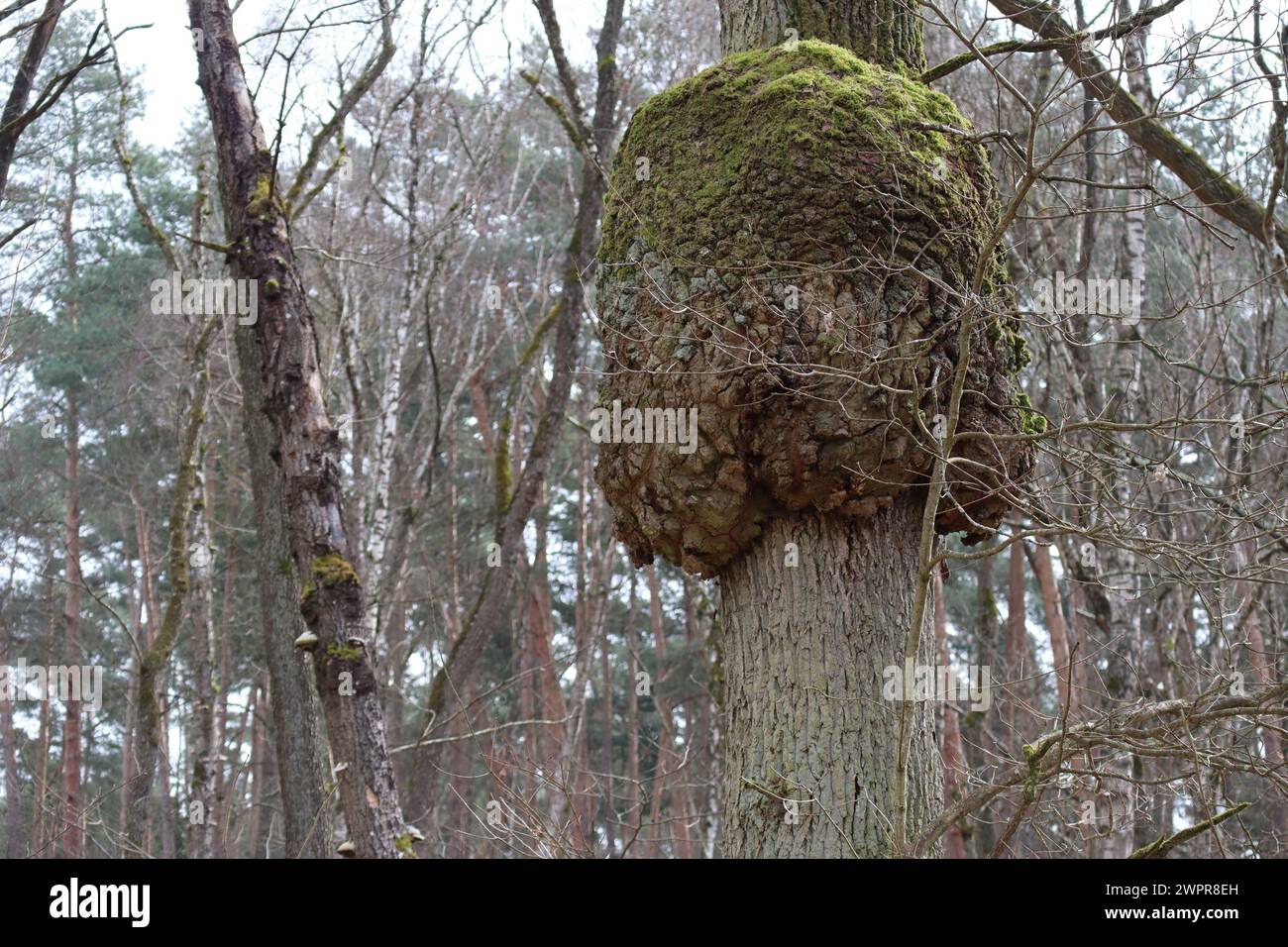 old Forest with various Tree changes Stock Photo - Alamy