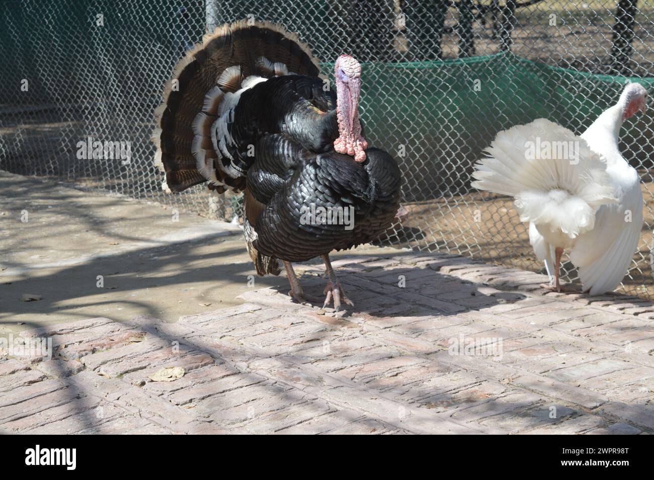 Native poultry hi-res stock photography and images - Alamy