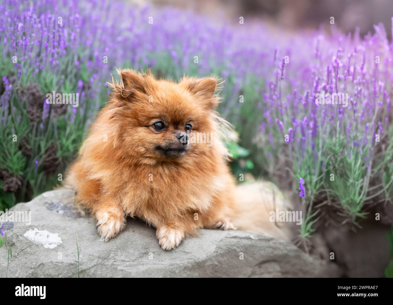 picture of pomeranian in the nature, in spring Stock Photo - Alamy