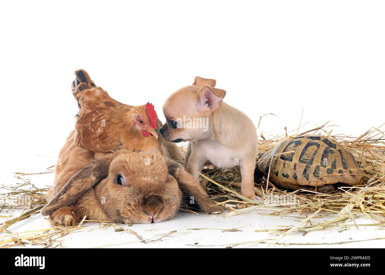 Chicken turtle hi-res stock photography and images - Alamy