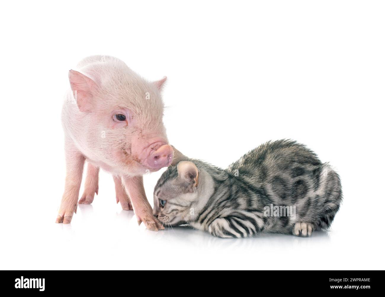 pink miniature pig and kitten in front of white background Stock Photo ...