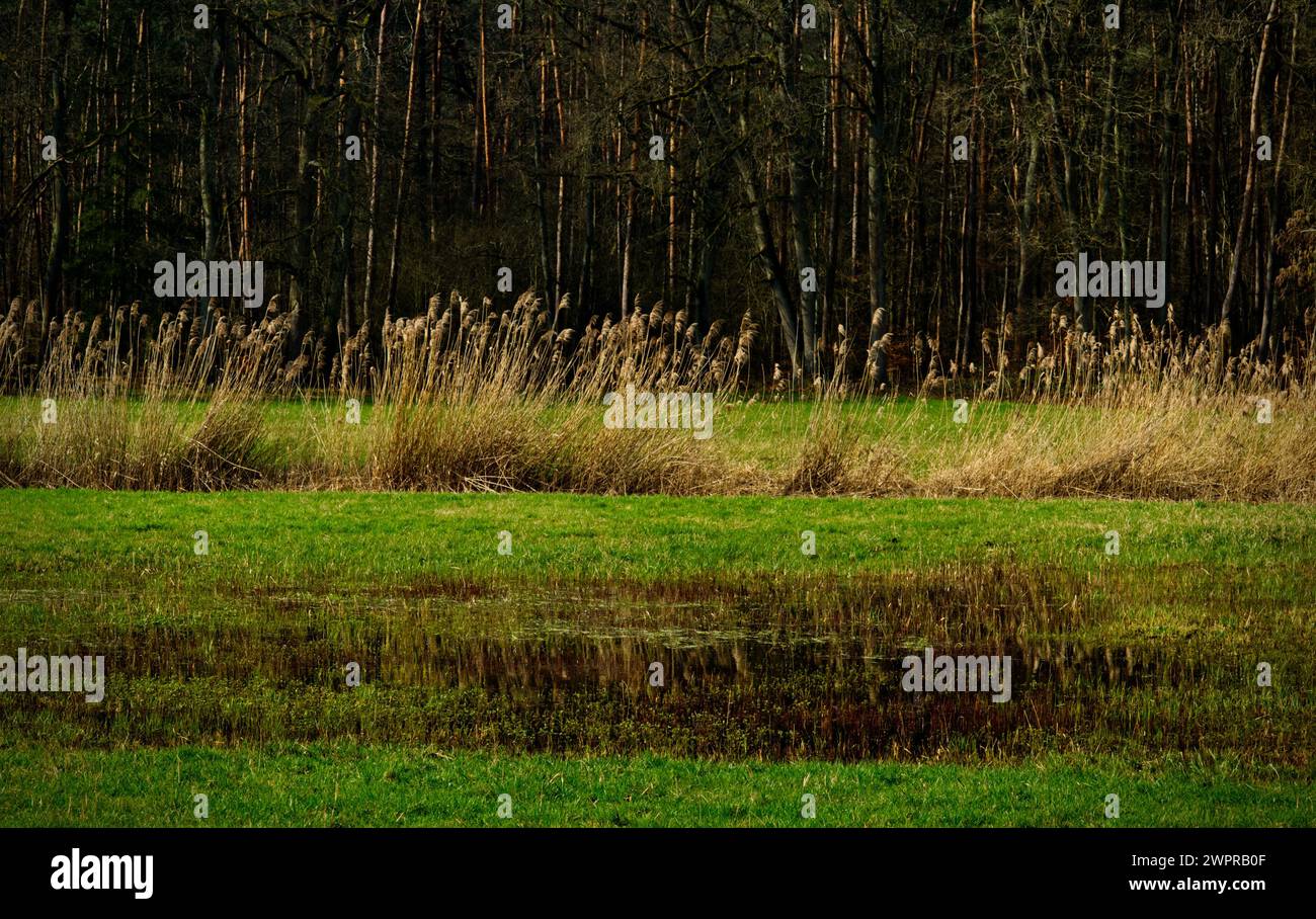 Wet meadow hi-res stock photography and images - Alamy