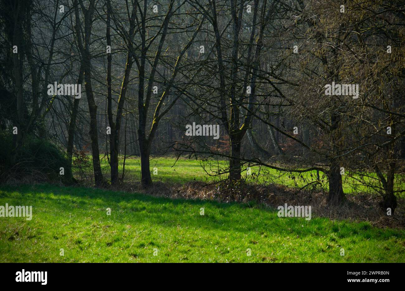 Light green colors hi-res stock photography and images - Alamy