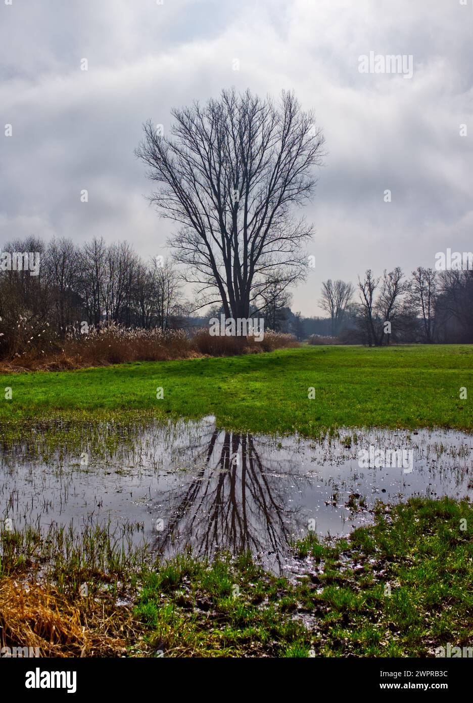 Wet meadow with water reflections and a prominent tree Stock Photo - Alamy