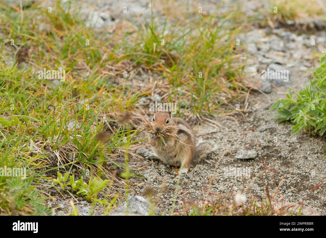 Cascade Golden-Mantled ground squirrel Spermophilus townsendii along ...