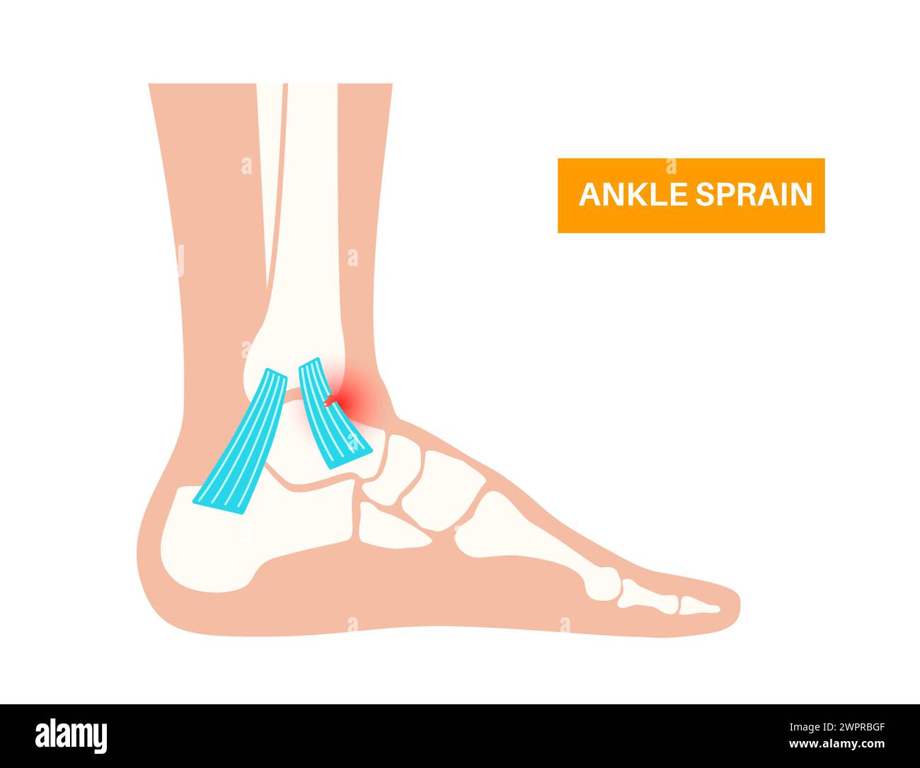 Ligament diagram hi-res stock photography and images - Alamy