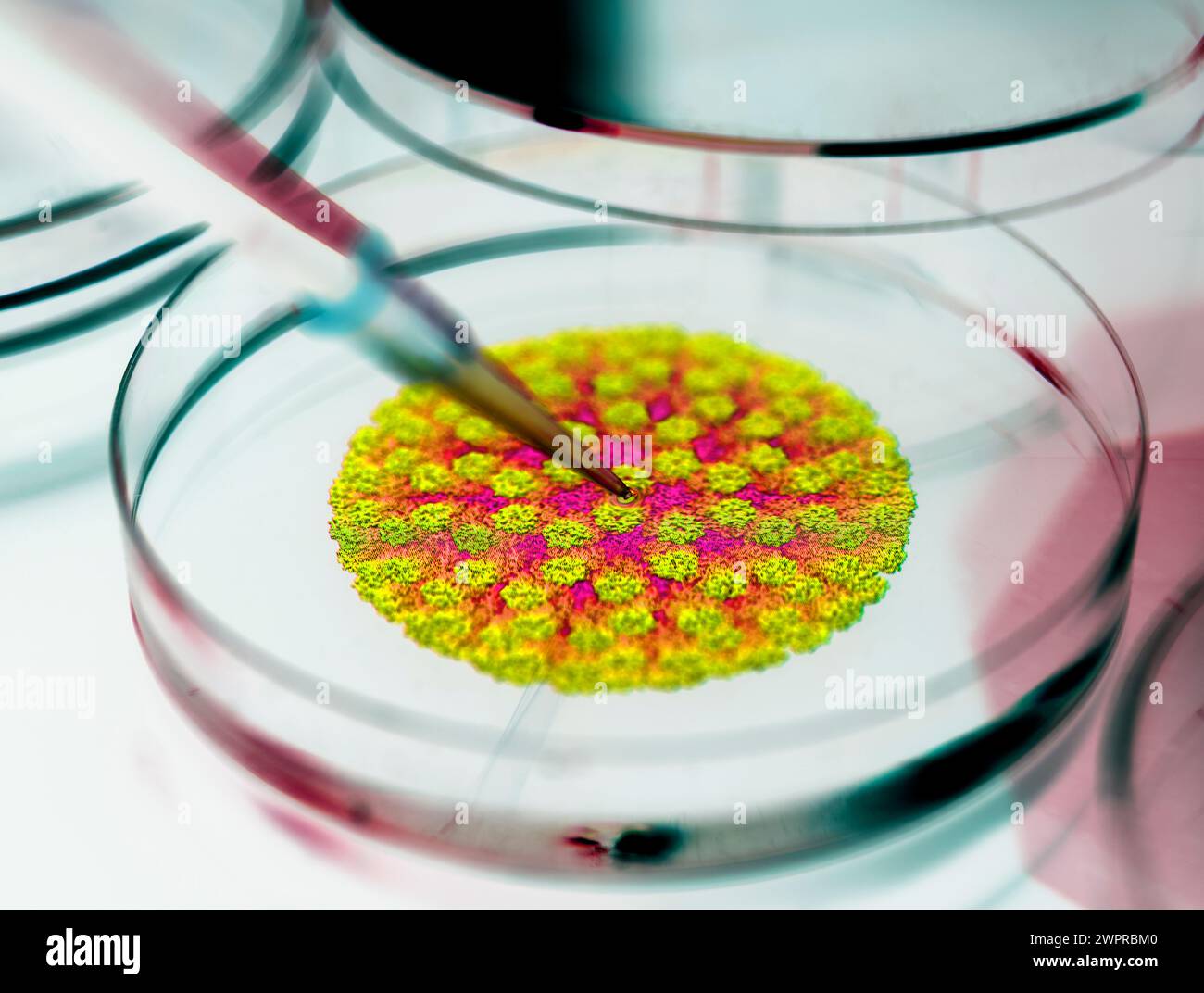 Stomach bug research, conceptual image Stock Photo - Alamy