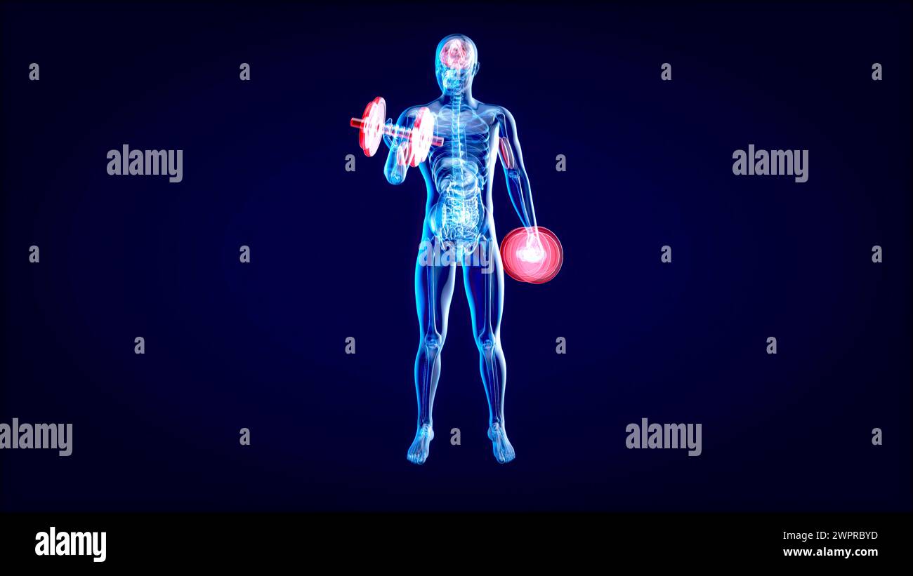 Illustration bicep blue hi-res stock photography and images - Alamy