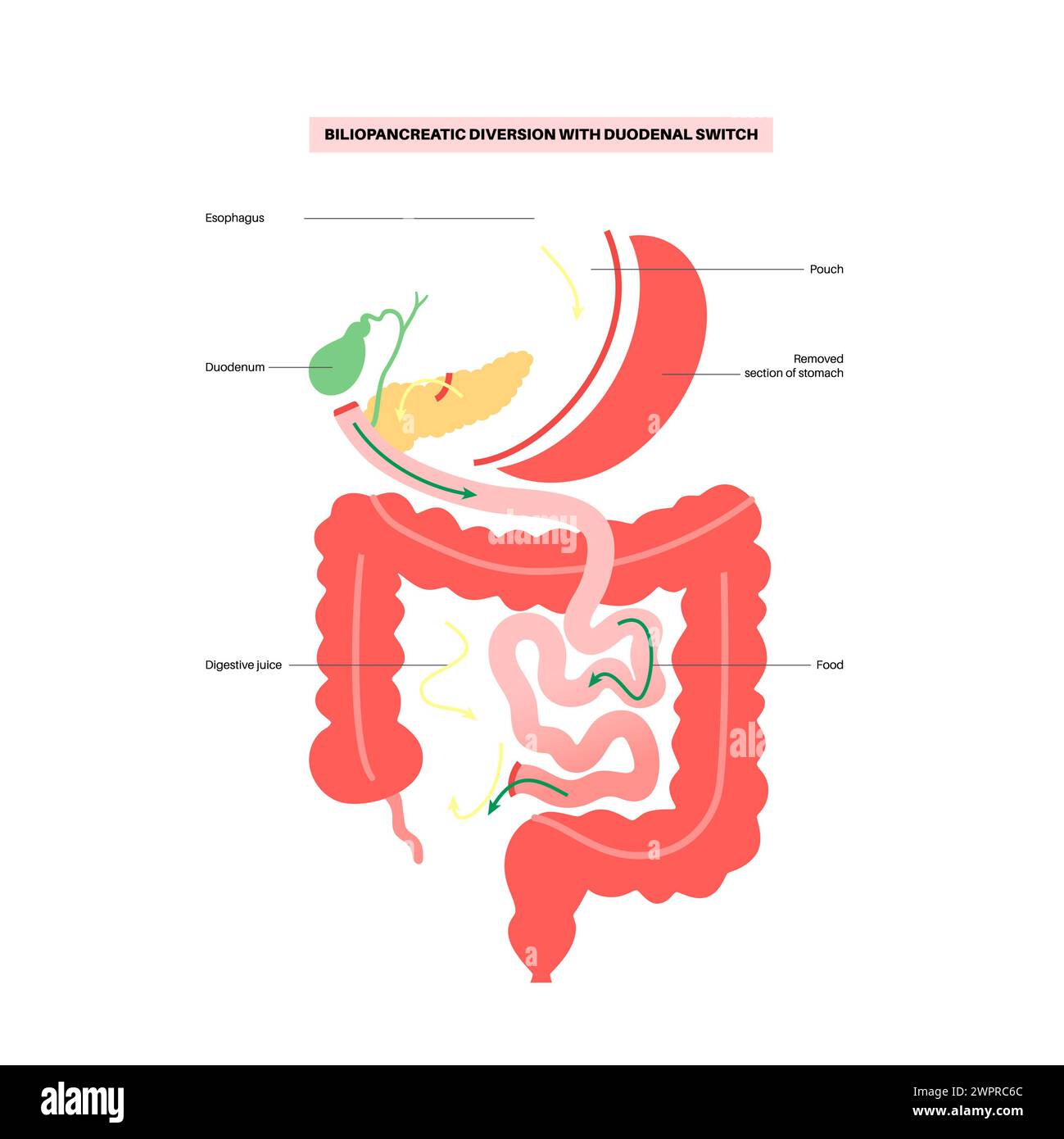 Anatomy human pancreas labels hi-res stock photography and images - Alamy