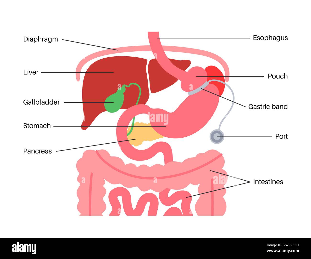 Weight loss pancreas hi-res stock photography and images - Alamy