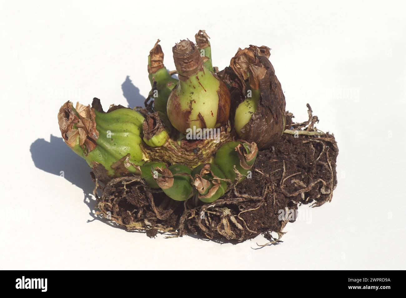 Old amaryllis bulb, the “mother” bulb with many side bulbs, called an ...