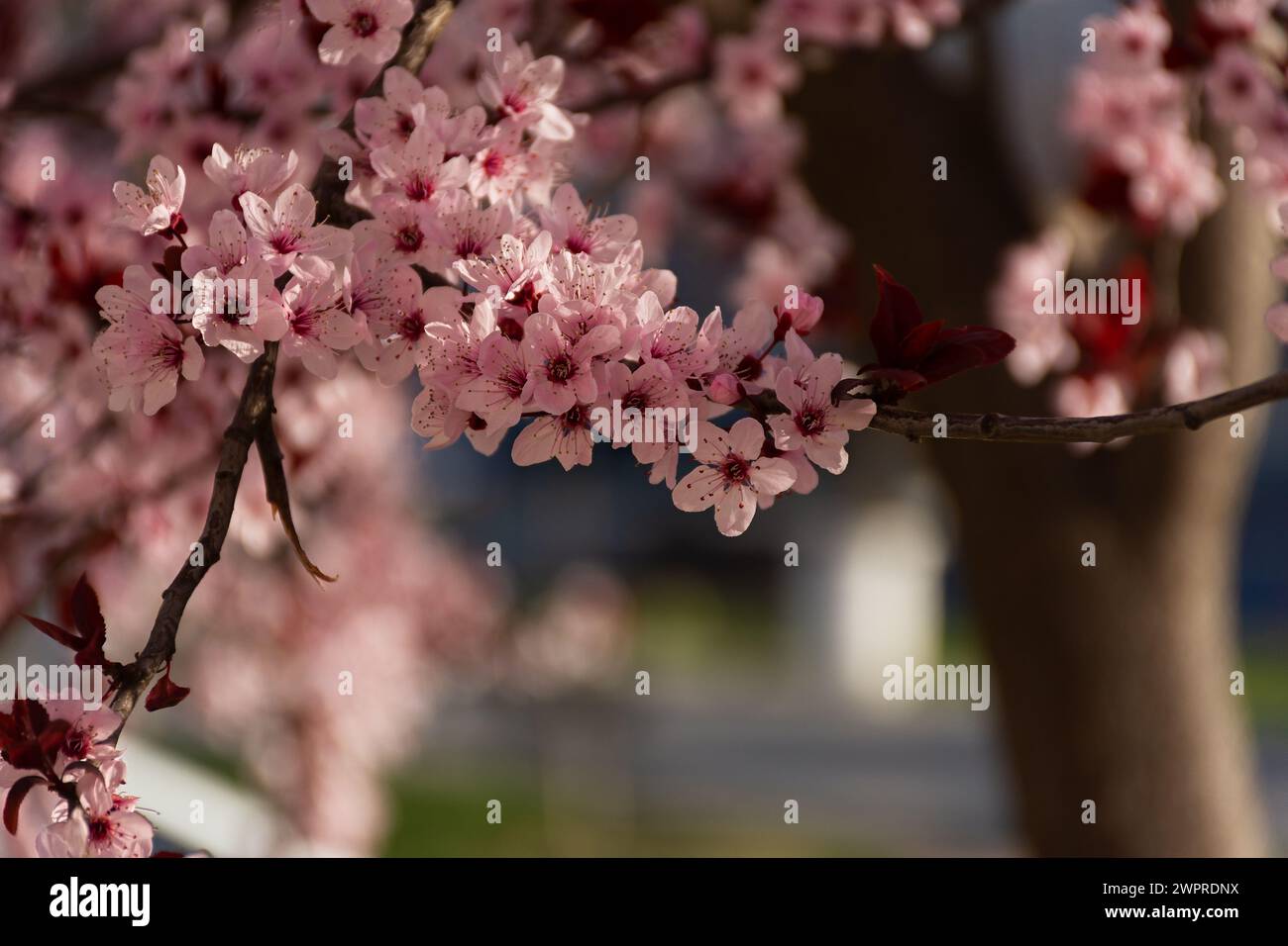 Beautiful spring pink cherry plum blossom background. Abstract pastel ...