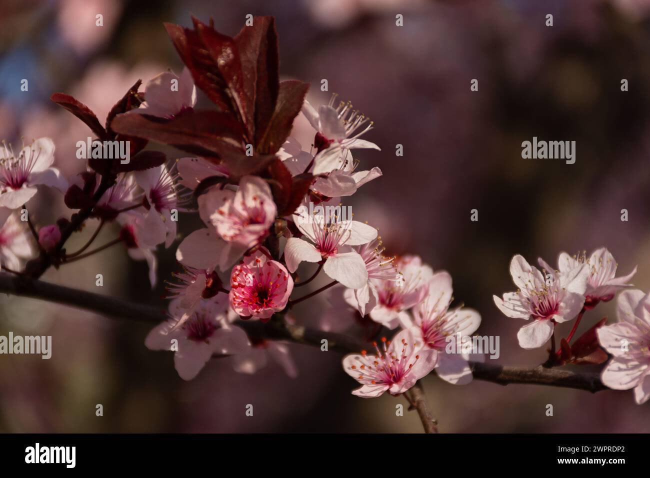 Beautiful spring pink cherry plum blossom background. Abstract pastel ...